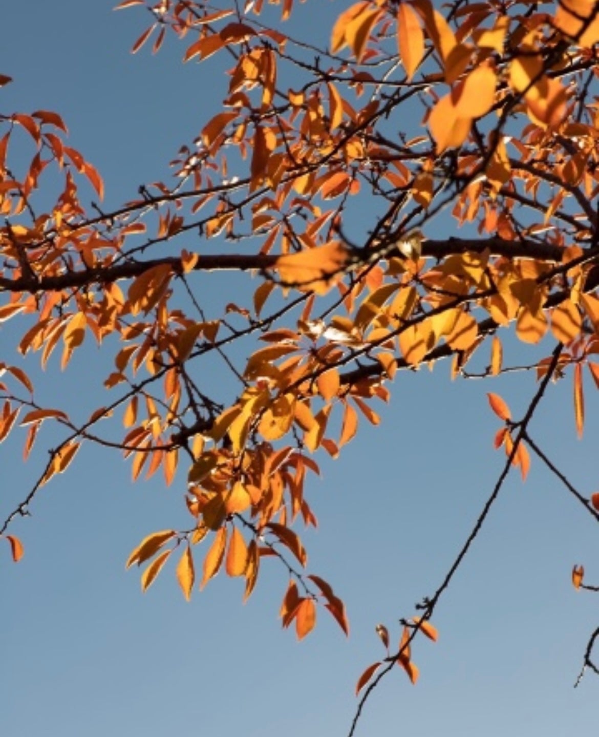 ABOUT US | Pavilion Bakery