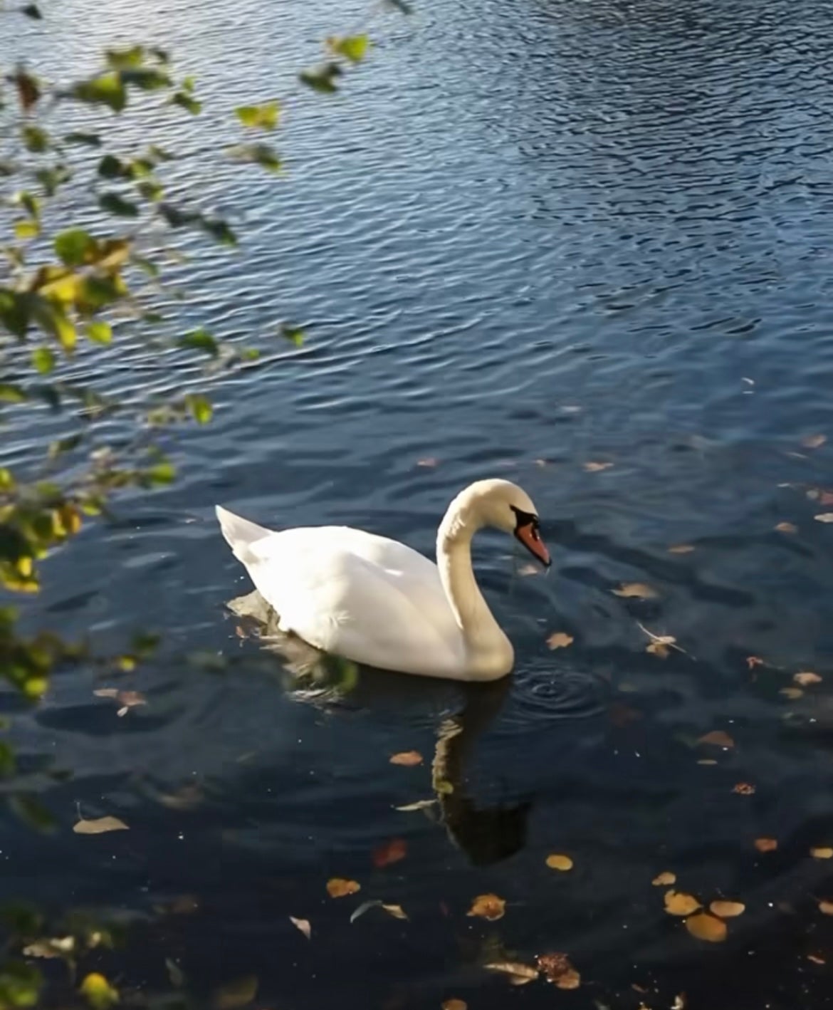 ABOUT US | Pavilion Bakery